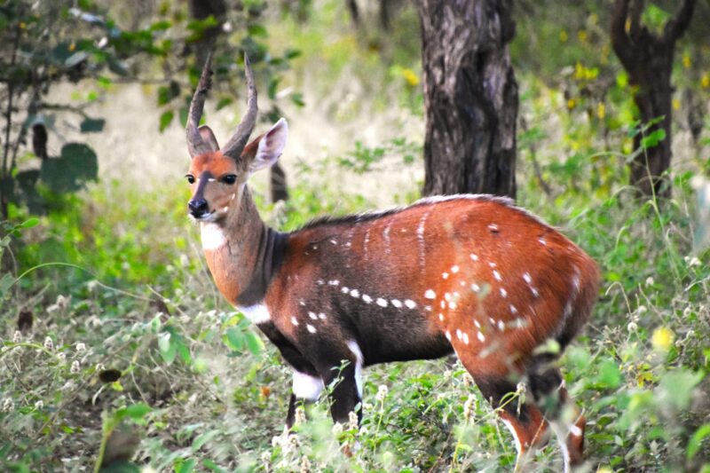 Zambia : Life At Wildlife Camp South Luangwa Game Park